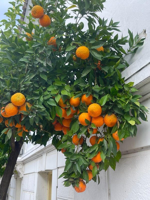 Don't Eat the Oranges! - peterbarberwriter.com